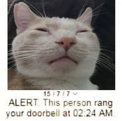 A White Cat With Its Eyes Closed And The Caption Alert This Person Ran