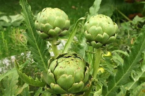 Alcachofa para que Sirve Propiedades Beneficios Cultivo y más