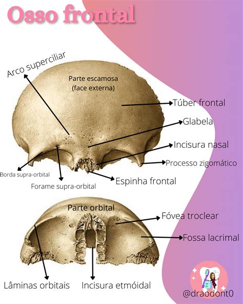 Osso Frontal Anatomia De Cabe A E Pesco O