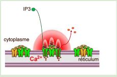 Signalisation Cellulaire R Cepteurs Cytoplasmiques Cartes Quizlet