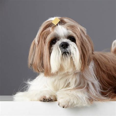 Cómo saber si un perro es Shih Tzu puro Beagle Spain Tu Web y