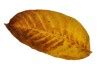 Petit Sticker Feuille Automne Le Monde Du Stickers Fr