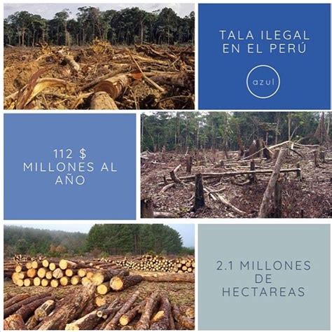 Cual es el problema con la tala de árboles La tala ilegal en el