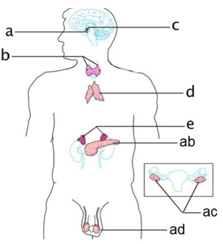 Endocrine Test Flashcards Quizlet