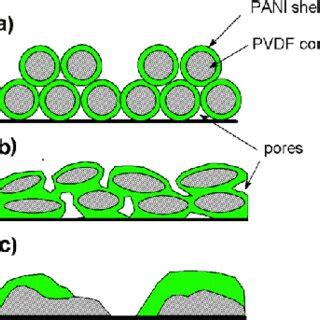 Schematic Representation Of Morphological Changes Which Happen On The