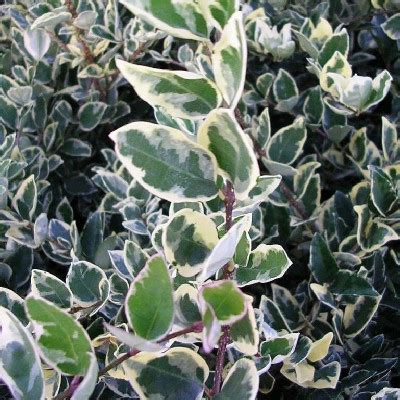 Troène du Texas panaché jaune Vente Ligustrum japonicum Texanum