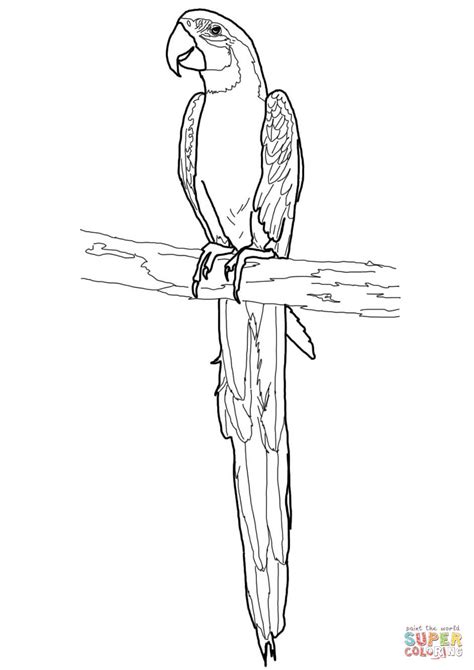 Dibujo De Guacamayo Azul Y Oro Para Colorear Dibujos Para Colorear