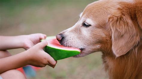 Los perros pueden comer sandia Descúbrelo