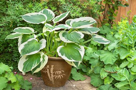 How To Grow And Care For Hosta Plantglossary