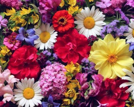 Solve Flowers Jigsaw Puzzle Online With Pieces