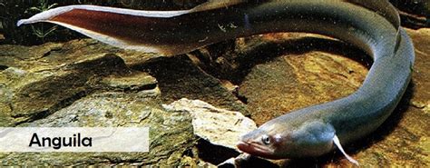 ANGUILA Caracteristicas habitat alimentación y reproducción