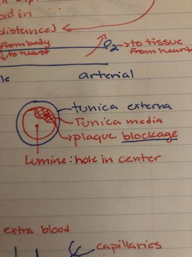 Anatomy And Physiology Exam 2 Flashcards Quizlet