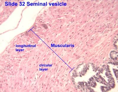 Seminal Vesicle Histology Labeled