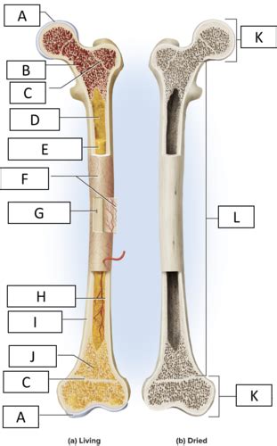 Anatomy Ch Bone Tissue Flashcards Quizlet