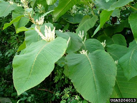 Giant Knotweed Reynoutria Sachalinensis F Schmidt Ex Maxim