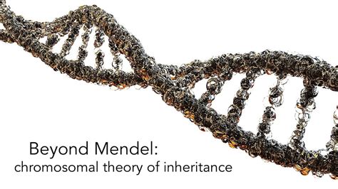 Beyond Mendel The Chromosomal Theory Of Inheritance An Animated