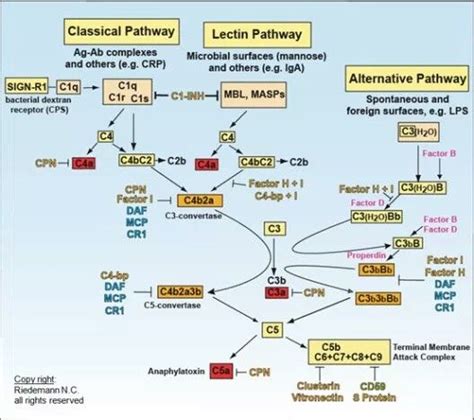 Complement Pathways Medical Laboratory Science Biology Lessons