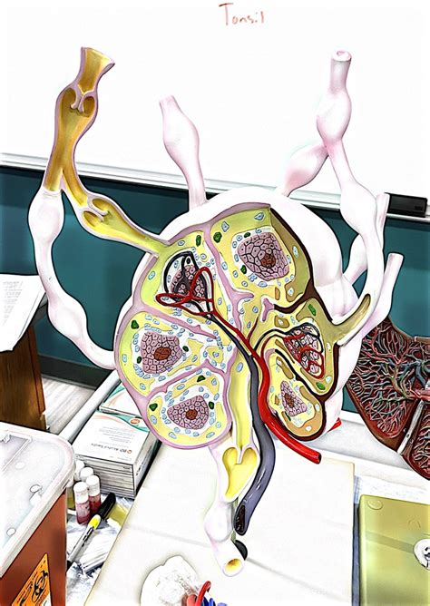 Lymph Node Diagram Quizlet