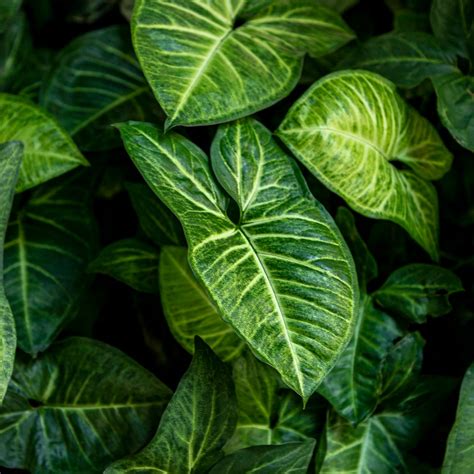 El Misterioso Significado Espiritual De La Planta Oreja De Elefante Al