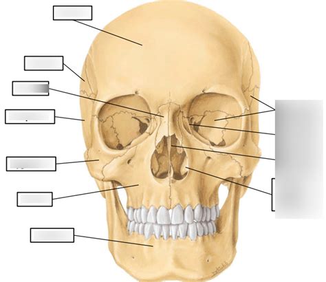 Diagram Of Bones Of The Skull Anterior View Quizlet