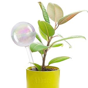 Amazon Ahhute Pack Plant Watering Globes Iridescent Rainbow
