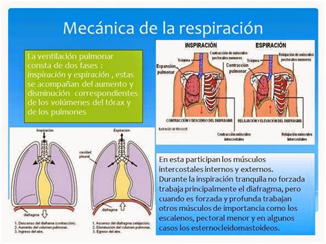 blogg de fisiologia uas Cesar Geronimo Angulo Ramirez mecánica de la