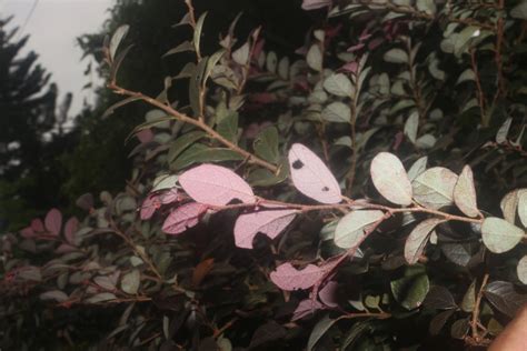 Flora Of Sri Lanka