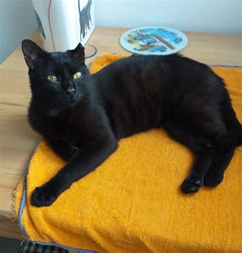 Tonic La Maison Des Chats Oise