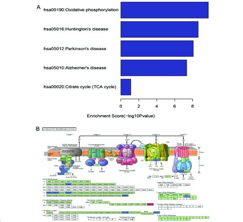 KEGG Pathway Enrichment Analysis Of Mitochondria Related Genes A A