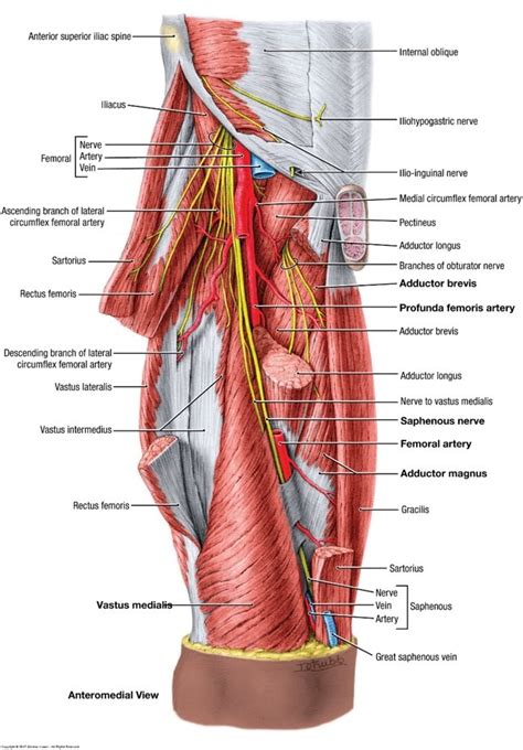Deep Medial Thigh Diagram Quizlet