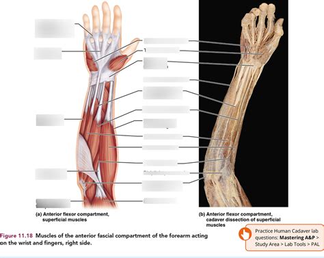 Diagram Of Forearm Anterior Superficial View Diagram Quizlet