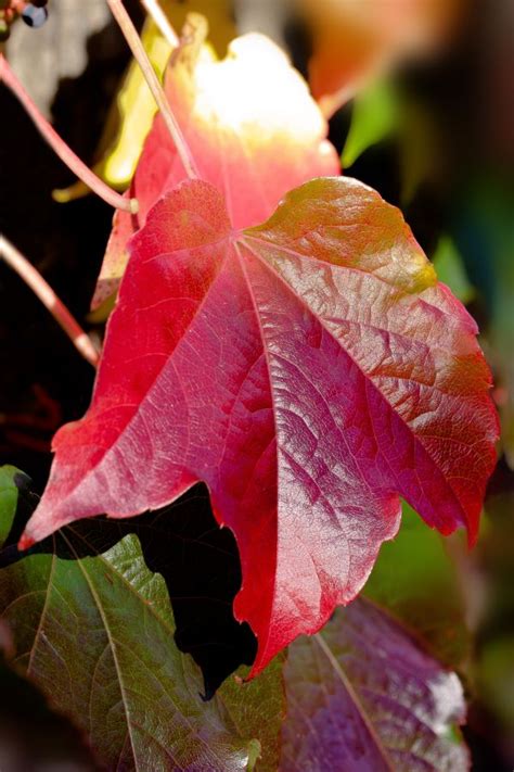 Free Images Tree Nature Branch Blossom Leaf Flower Petal Red
