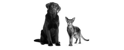 Tipos De Fezes De Cachorro Como Identificar Problemas Atraia Fortuna