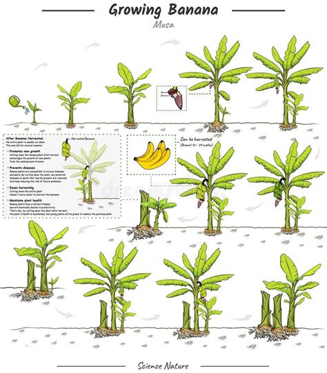 Growing Banana Illustration With Explanation Stock Vector