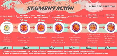 Línea del Tiempo de la Segmentación Apuntes de medicina Fecundación