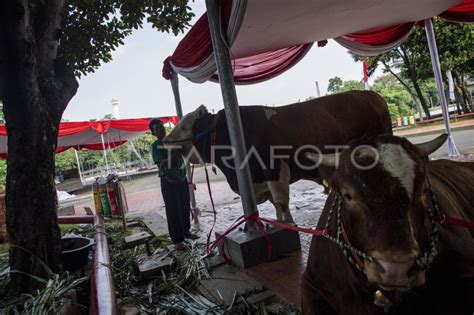 Sapi Kurban Milik Presiden Jokowi Di Masjid Istiqlal ANTARA Foto
