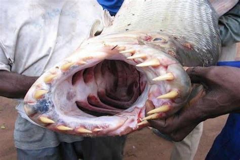 Les 10 poissons les plus dangereux du monde Liste et caractéristiques