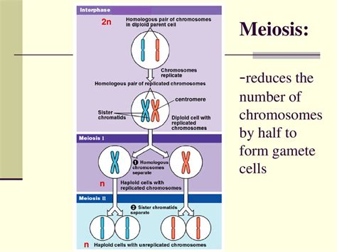 Meiosis A Form Of Cell Division That Halves The Number Of Chromosomes