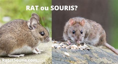 Se débarrasser des rats et souris dans la maison