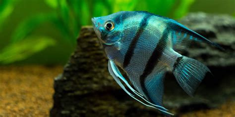 13 Ikan Hias Air Tawar Yang Bisa Dicampur Di Satu Akuarium PintarPet