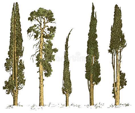 Insieme Degli Alberi Disegnati A Mano Illustrazione Di Vettore Del Pino
