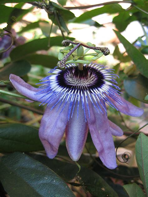 Passiflora Betty Myles Young Myles Irvine Hybrid Passion Flower