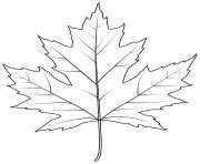 Coloriage Feuilles Automne Arbres Erable Hetre Chene Dessin Feuille