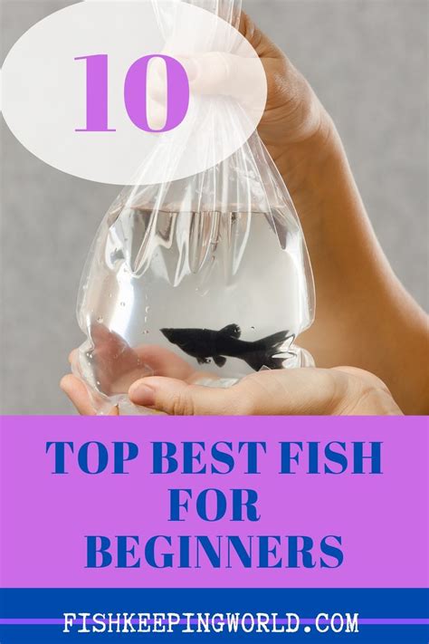 10 Best Freshwater Fish For Beginner Aquariums Artofit