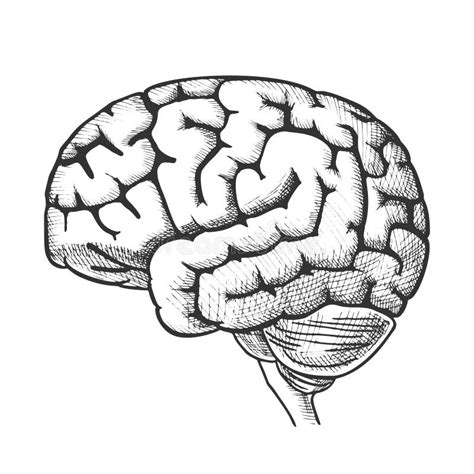 De Anatomie Van Het Menselijke Hersenen Zijaanzicht Vector Illustratie