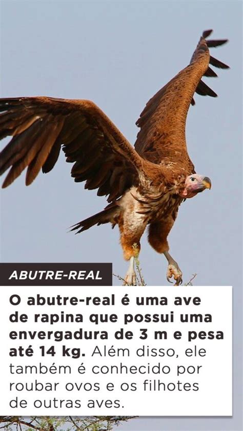 10 Maiores aves de rapina do mundo Pássaros