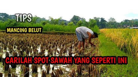 TIPS CARA MENCARI TEMPAT MANCING BELUT DI SAWAH YouTube