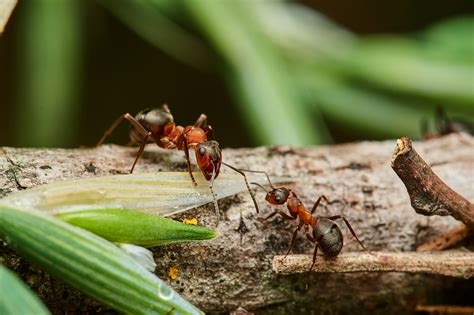 Jak pozbyć się mrówek z ogrodu Sprawdzone sposoby HOME GARDEN