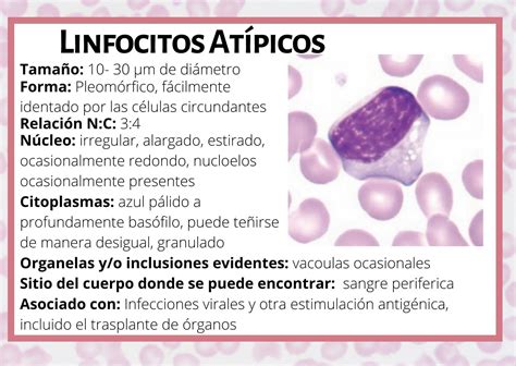 Presença De Linfocitos Atipicos