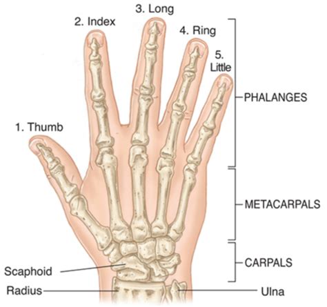 Ch 22 Soft Tissue Injuries Ch 28 Musculoskeletal Injuries Flashcards